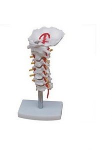 MODEL - CERVICAL VERTEBRAL WITH NECK | Physiomedonline